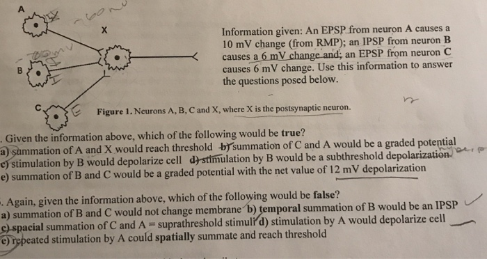 Solved Information given: An EPSP from neuron A causes a 10 | Chegg.com