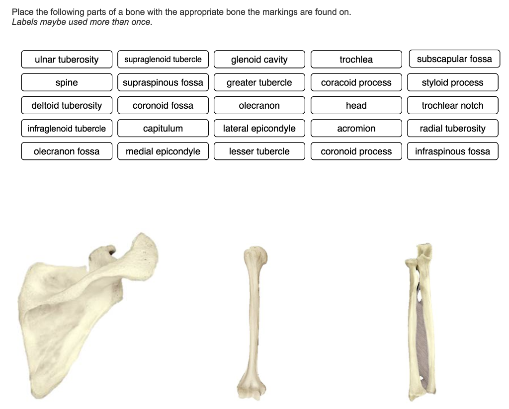 Solved Place the following parts of a bone with the | Chegg.com
