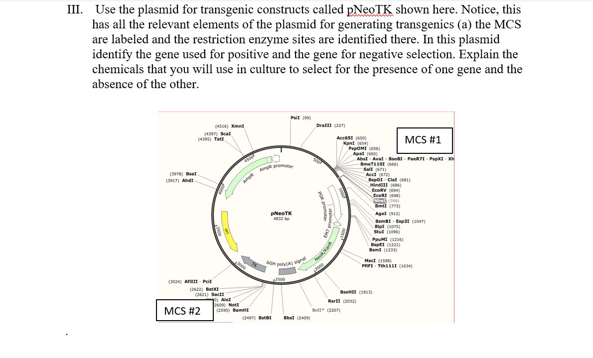 Solved III. Use the plasmid for transgenic constructs called | Chegg.com
