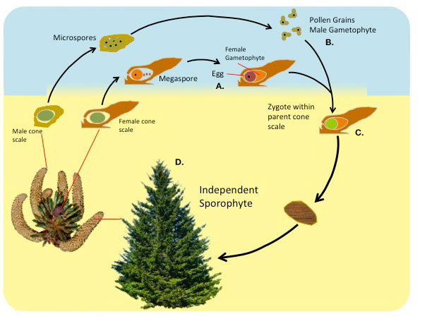 Conifer Life Cycle