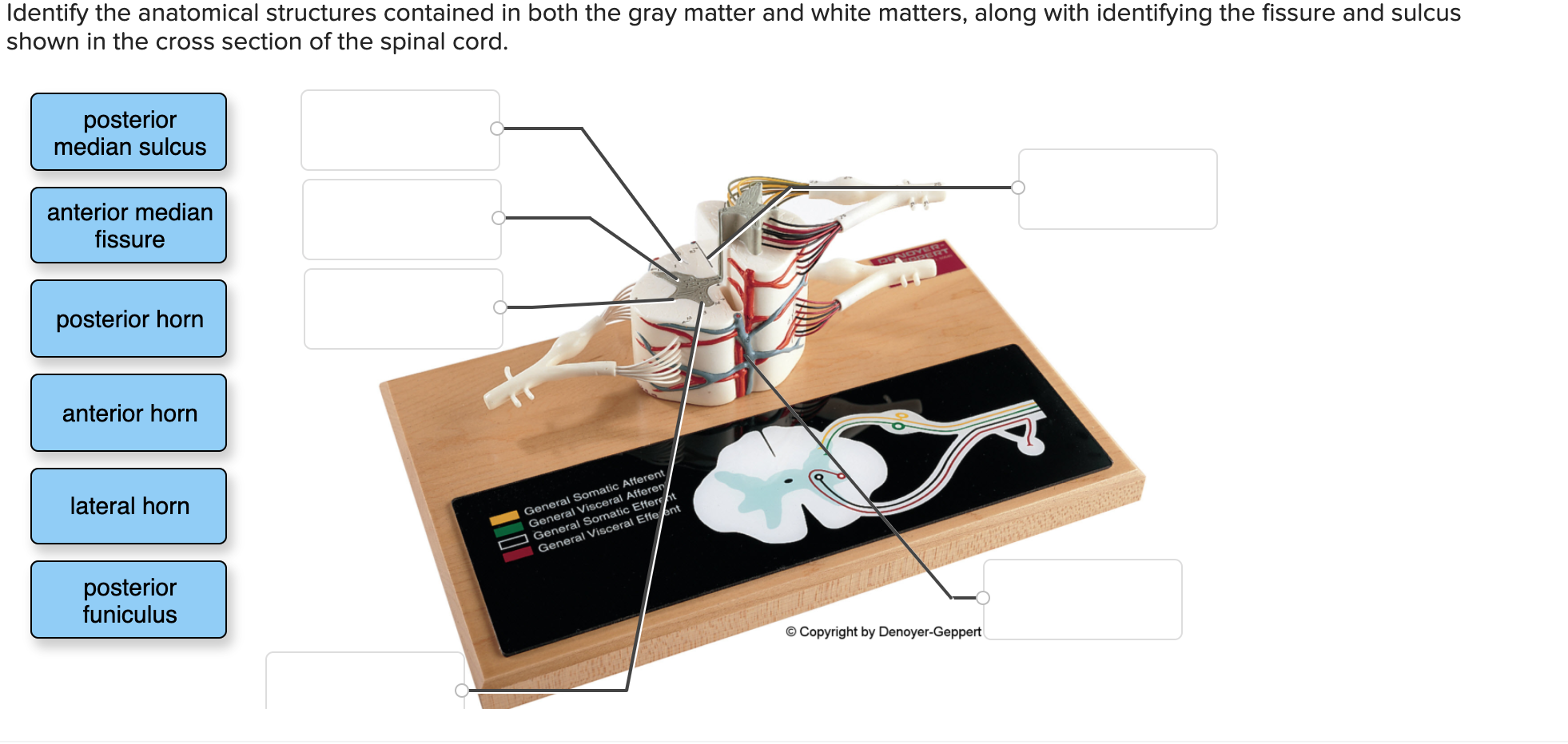 Solved Identify the anatomical structures contained in both | Chegg.com