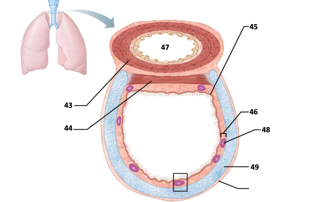 Solved Please identify all structures | Chegg.com