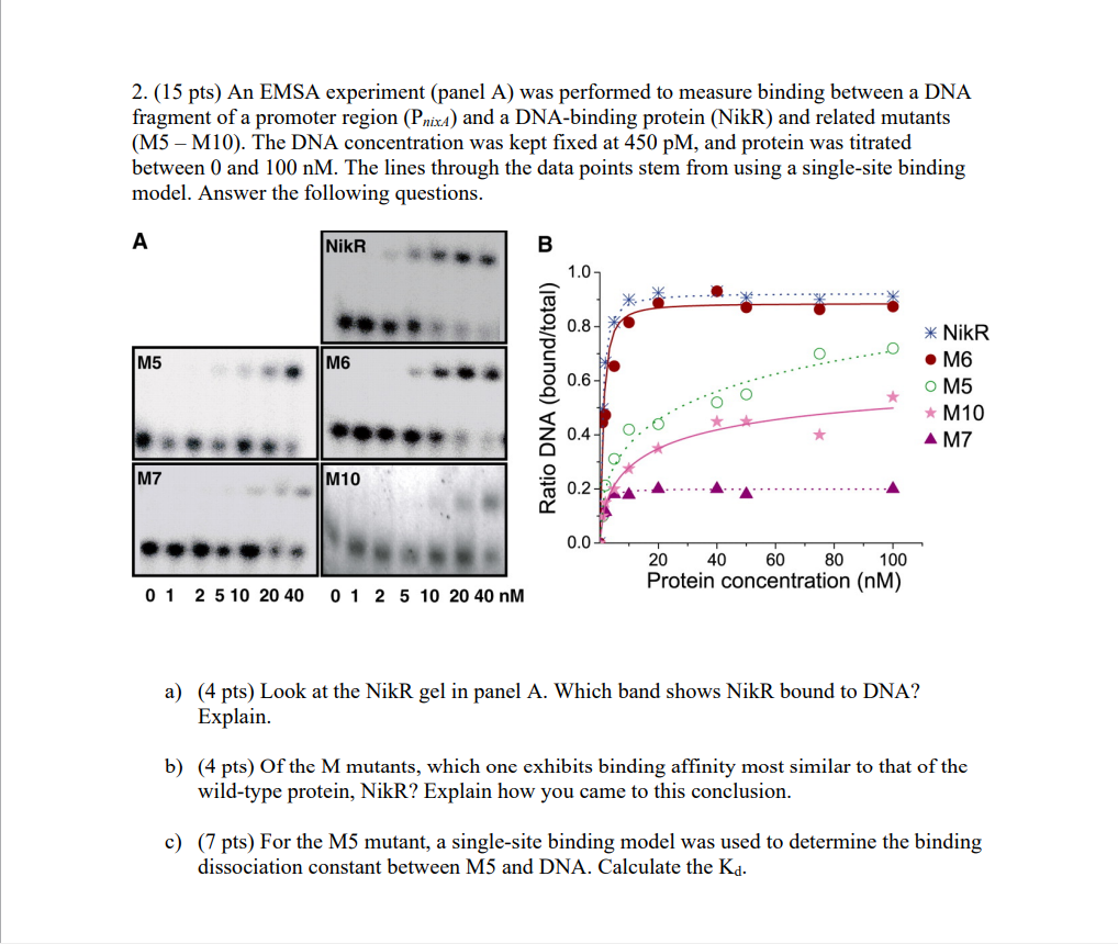 Solved 2. (15 pts) An EMSA experiment (panel A) was | Chegg.com