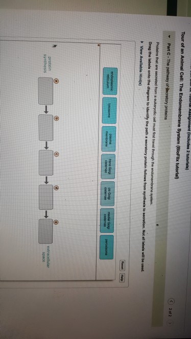 Solved Part B - Sites of protein synthesis All proteins are | Chegg.com
