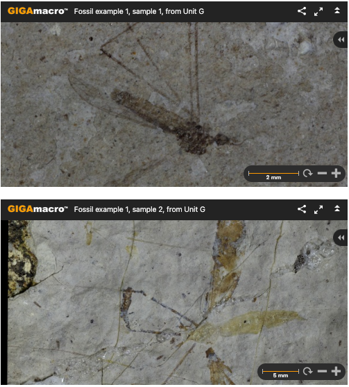 Solved Based on the fossils given in the interactive | Chegg.com