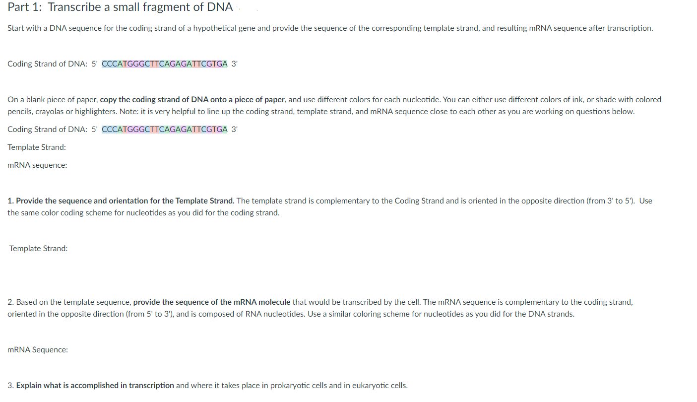 Solved Part 1: Transcribe a small fragment of DNA Start with | Chegg.com