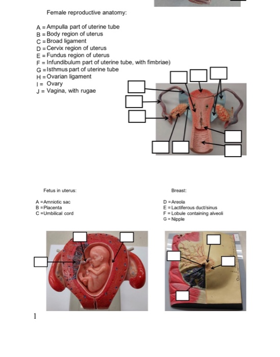 Solved Female reproductive anatomy: A Ampulla part of | Chegg.com