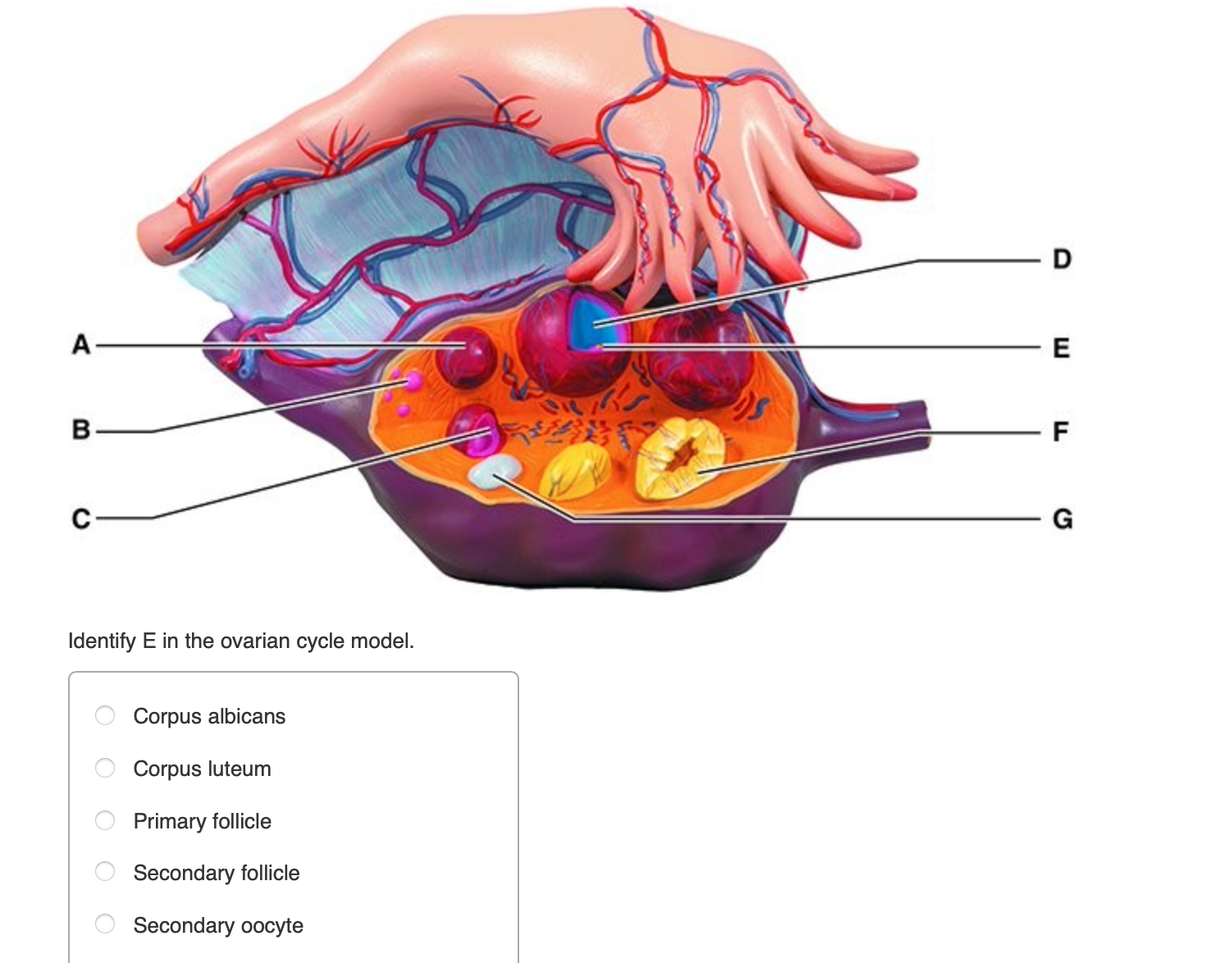[Solved]: Identify E in the ovarian cycle model. Corpus alb