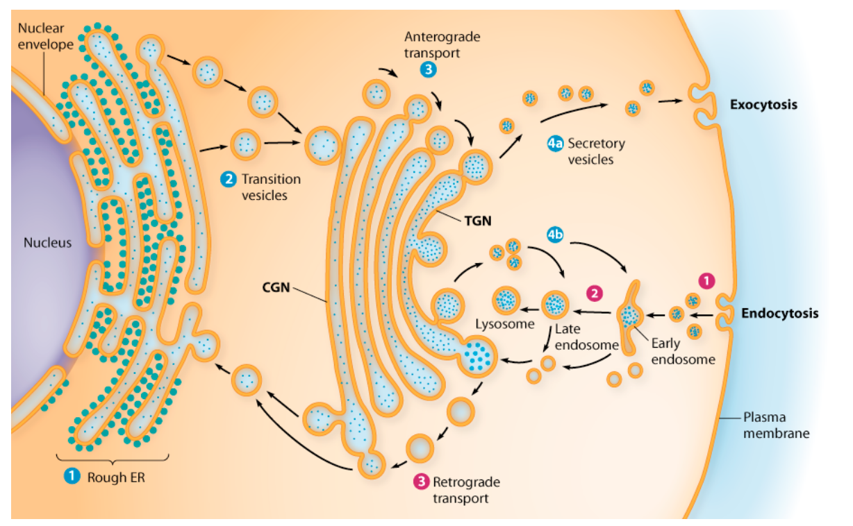 Solved Describe how ACE2 gets to its final destination once | Chegg.com