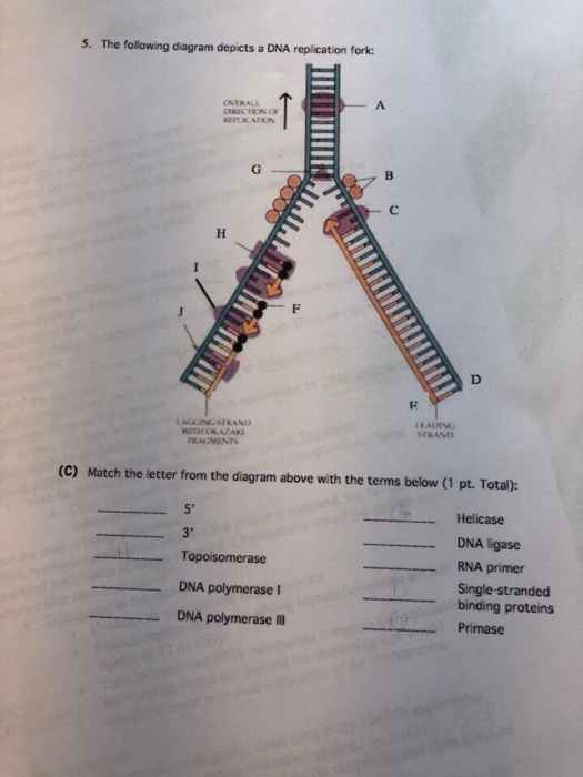 Solved 5. The following diagram depicts a DNA replication | Chegg.com