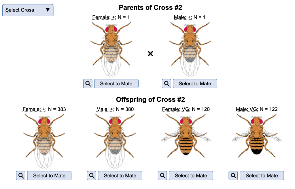 Solved Parents of Cross #1 Select Cross Female:.; N = 1 | Chegg.com