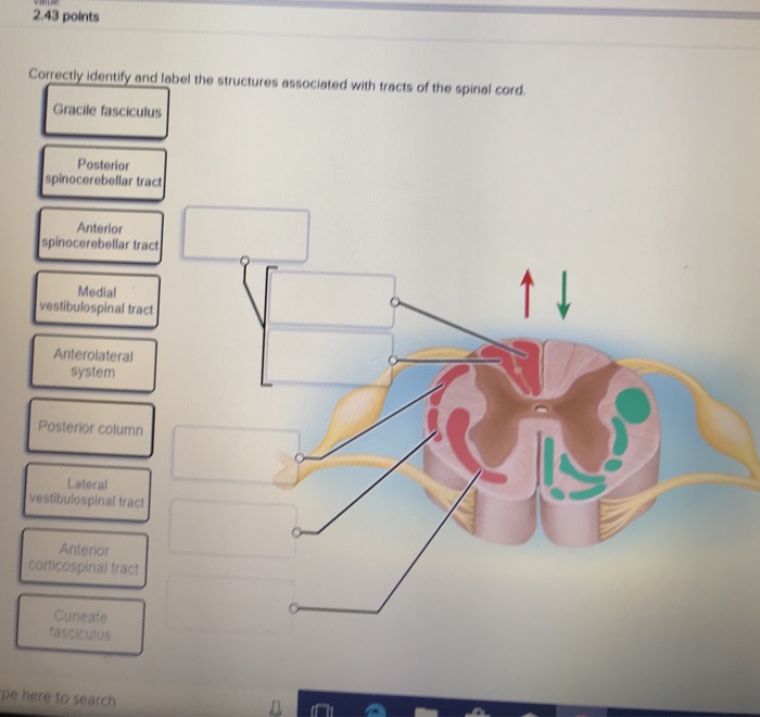 Solved 2.43 points Correctly identify and label the | Chegg.com