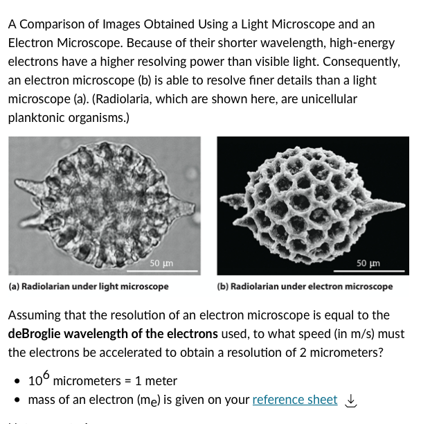 Radiolarians Under Microscope