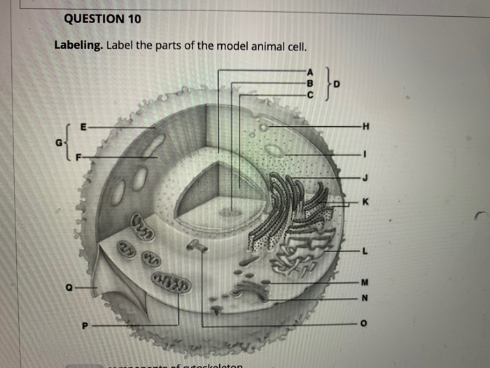 39 label parts of cell