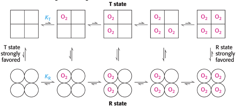 Solved Using the figure below, write a group answer (200 | Chegg.com