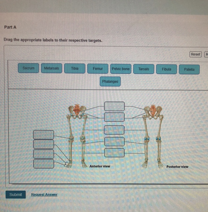 Solved Part A Drag the appropriate labels to their | Chegg.com