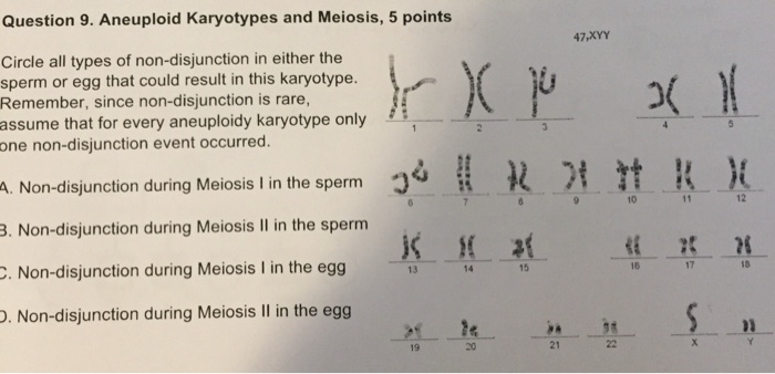 Solved Question 9. Aneuploid Karyotypes and Meiosis, 5 | Chegg.com