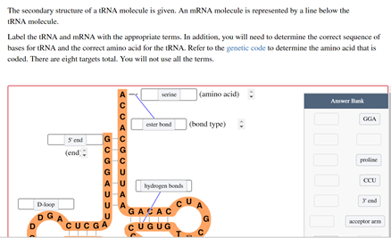 Solved The secondary structure of a tRNA molecule is given. | Chegg.com