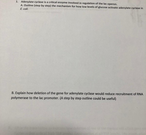Solved 1. Adenylate cyclase is a critical enzyme involved in | Chegg.com