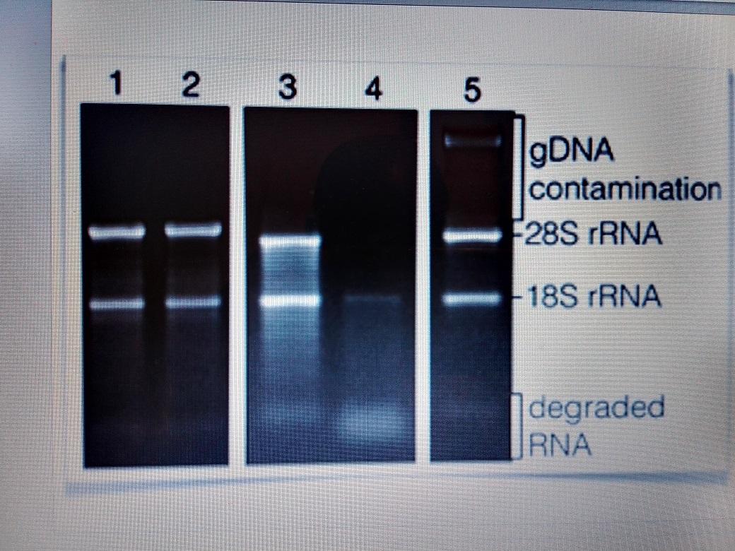 Solved Report the quality of the RNA sample in the table | Chegg.com