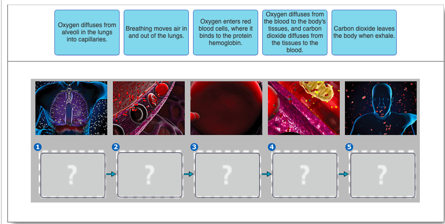 Solved Oxygen diffuses from alveoli in the lungs into | Chegg.com
