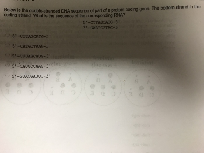 Solved Below is the do coding strand. What is th | Chegg.com