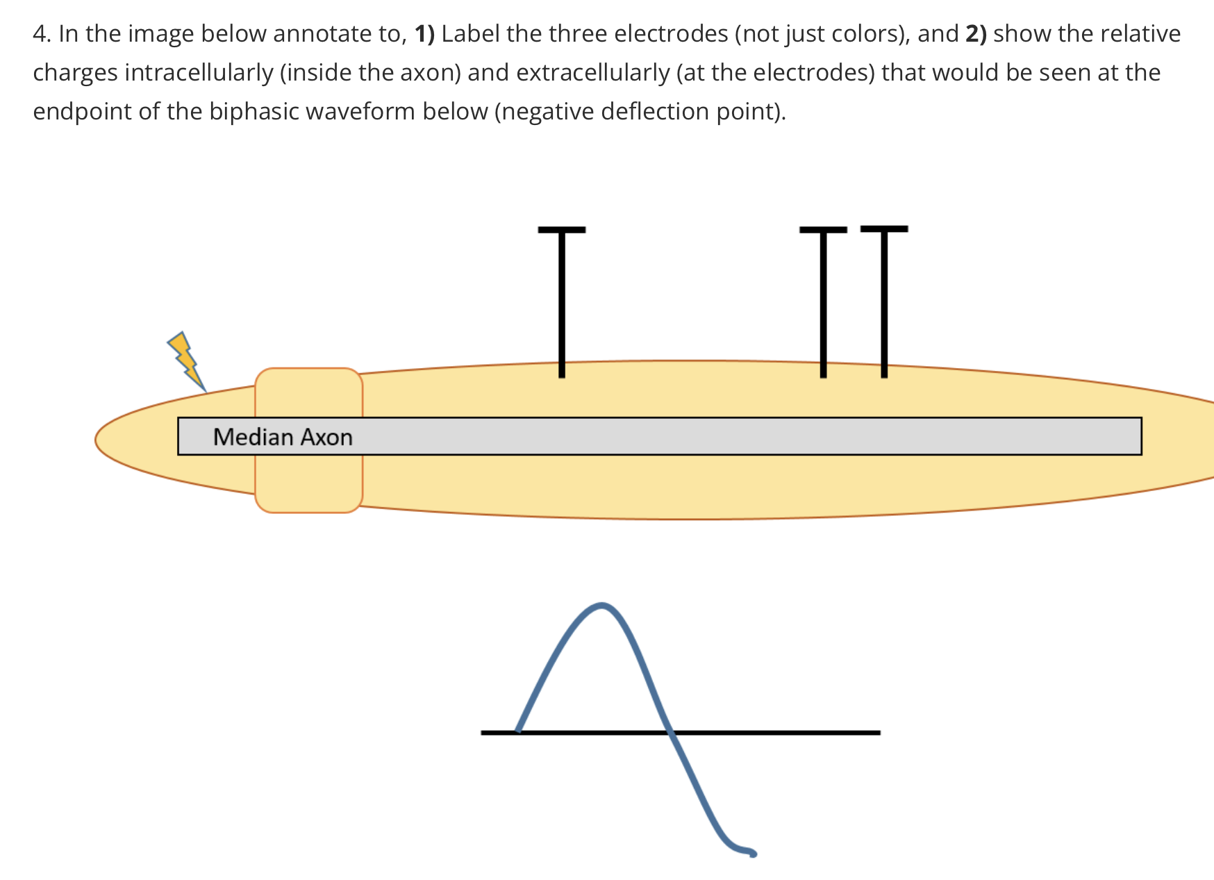 Solved 4 In The Image Below Annotate To 1 Label The 