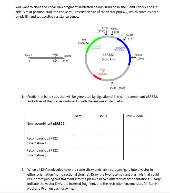 You want to clone the linear DNA fragment illustrated | Chegg.com