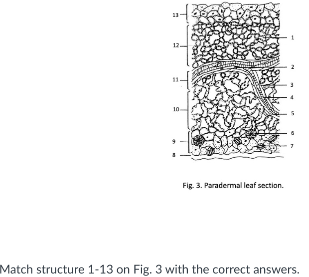 Solved Fig. 3. Paradermal leaf section. Match structure 1-13 | Chegg.com