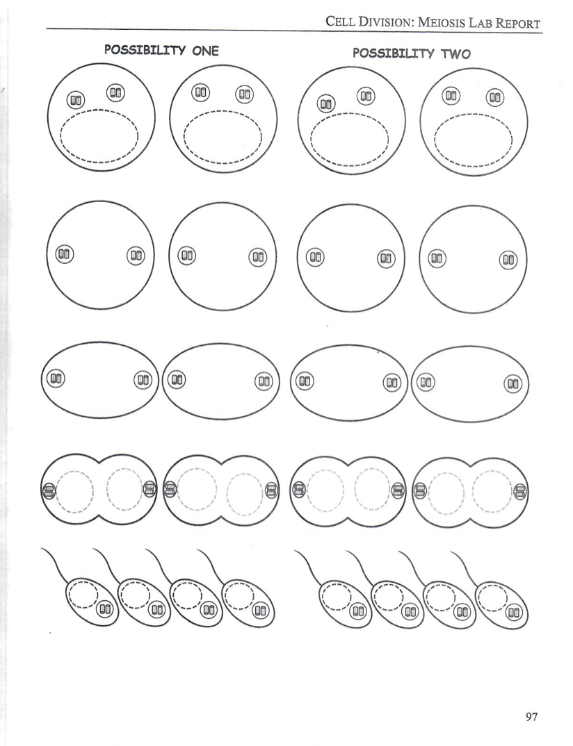 Solved You are drawing a cell that starts as a diploid with | Chegg.com