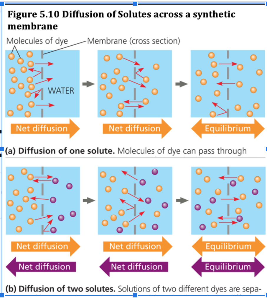 Equilibrium Biology Diffusion