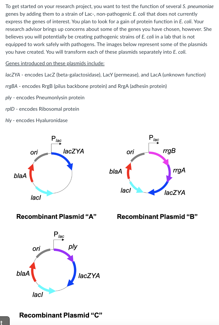 Solved Genes introduced on these plasmids include:lacZYA - | Chegg.com