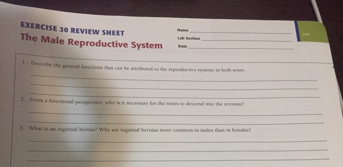 Solved EXERCISE 30 REVIEW SHEET The Male Reproductive System | Chegg.com