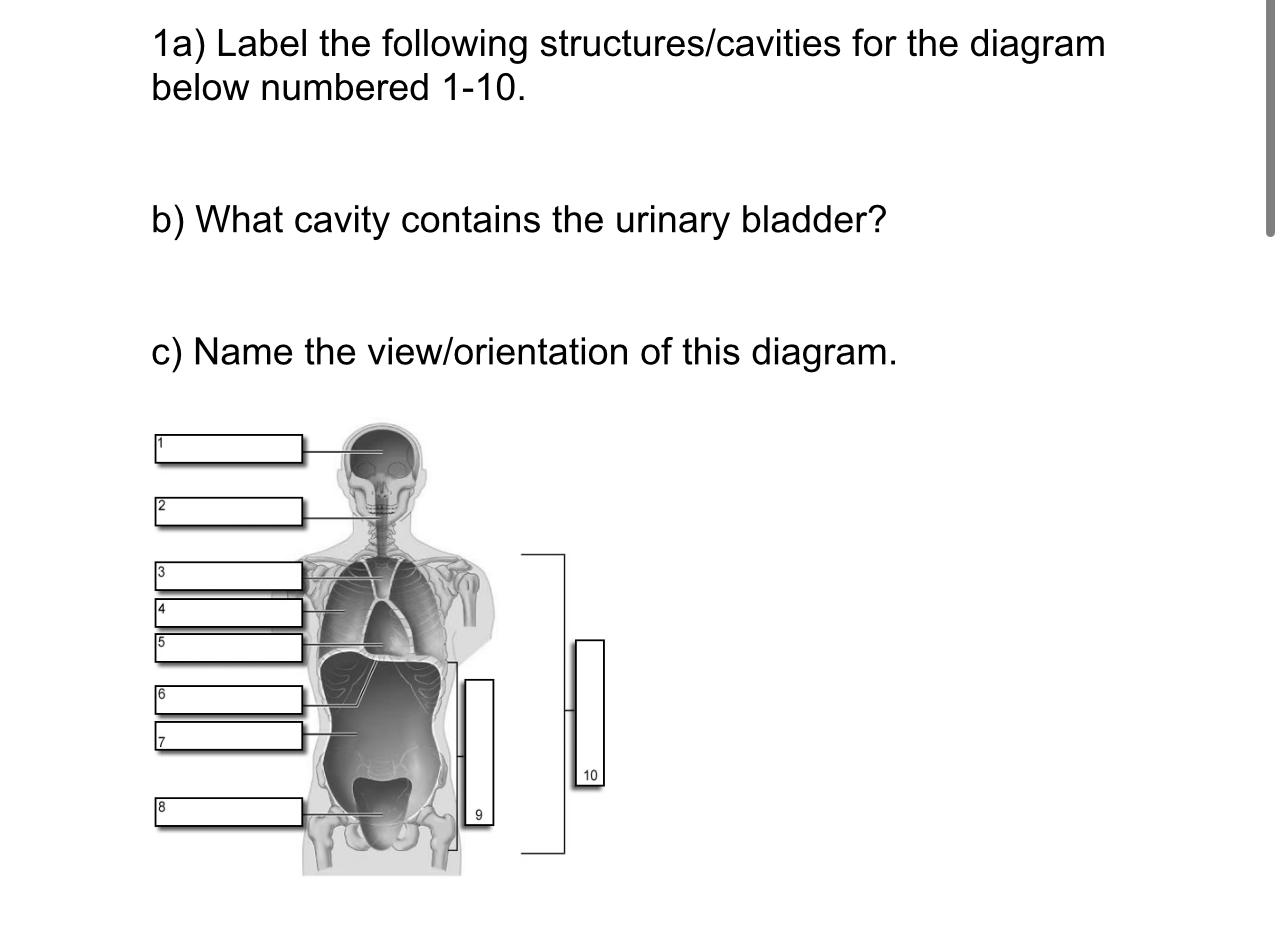 Solved 1a) Label the following structures/cavities for the | Chegg.com