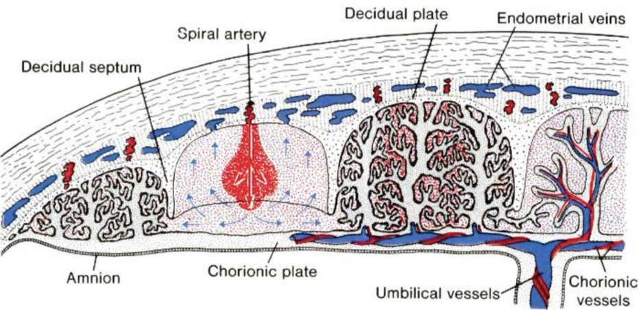 Chorionic Plate