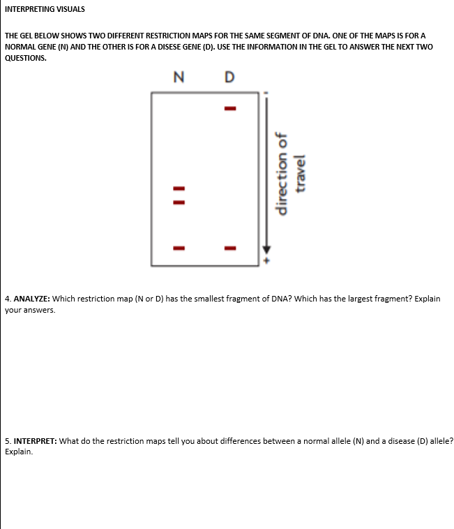 Solved INTERPRETING VISUALS THE GEL BELOW SHOWS TWO | Chegg.com