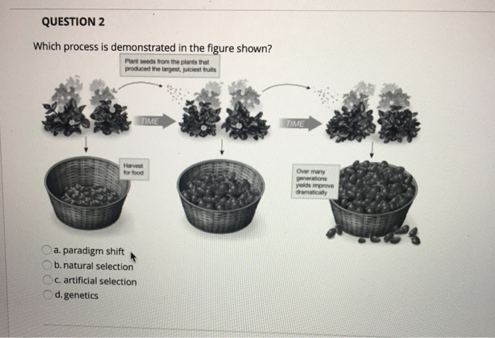 Solved QUESTION 2 Which process is demonstrated in the | Chegg.com