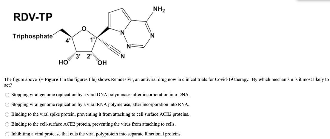 Solved NH RDV-TP Triphosphate 3' 212 HOOH The figure above = | Chegg.com