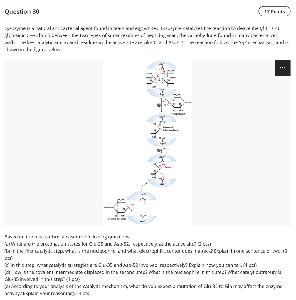 Solved Question 30 17 Points Lysozyme is a natural | Chegg.com