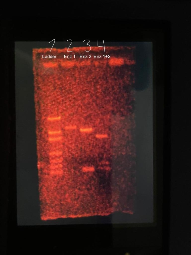 Solved Include picture of your gel (label all lanes) and | Chegg.com