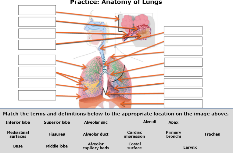 Solved Practice: Anatomy of Lungs Match the terms and | Chegg.com