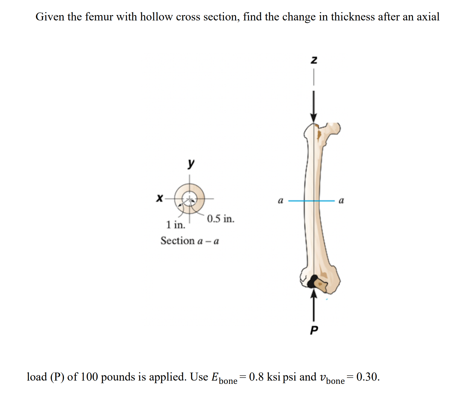 Solved Given the femur with hollow cross section, find the | Chegg.com