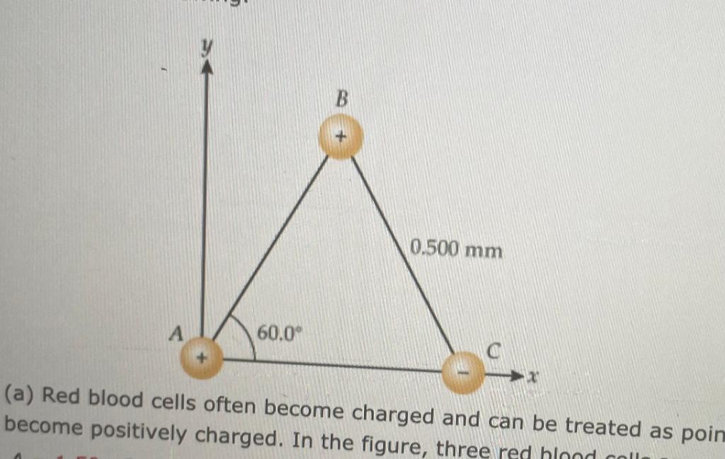 Solved Consider the following: (a) Red blood cells often | Chegg.com