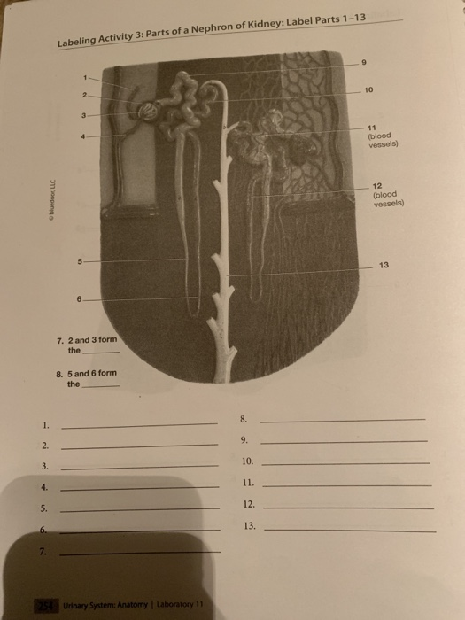 Solved Labeling Activity 3: Parts of a Nephron of Kidney: | Chegg.com
