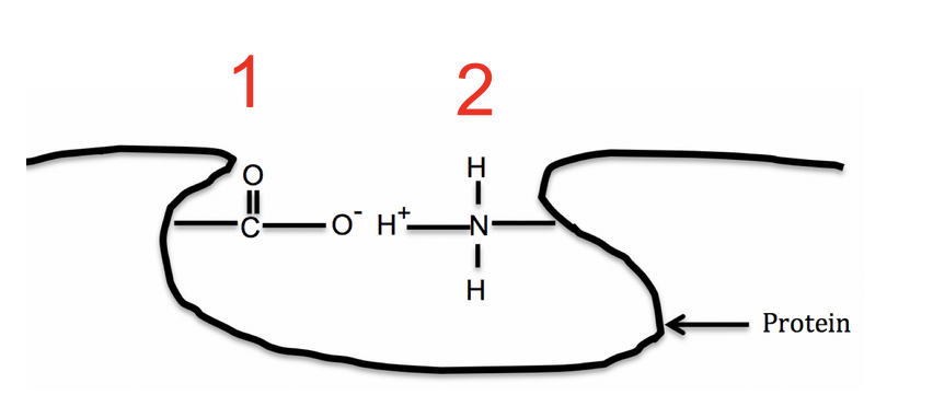 Solved The solid black line represents the backbone of the | Chegg.com