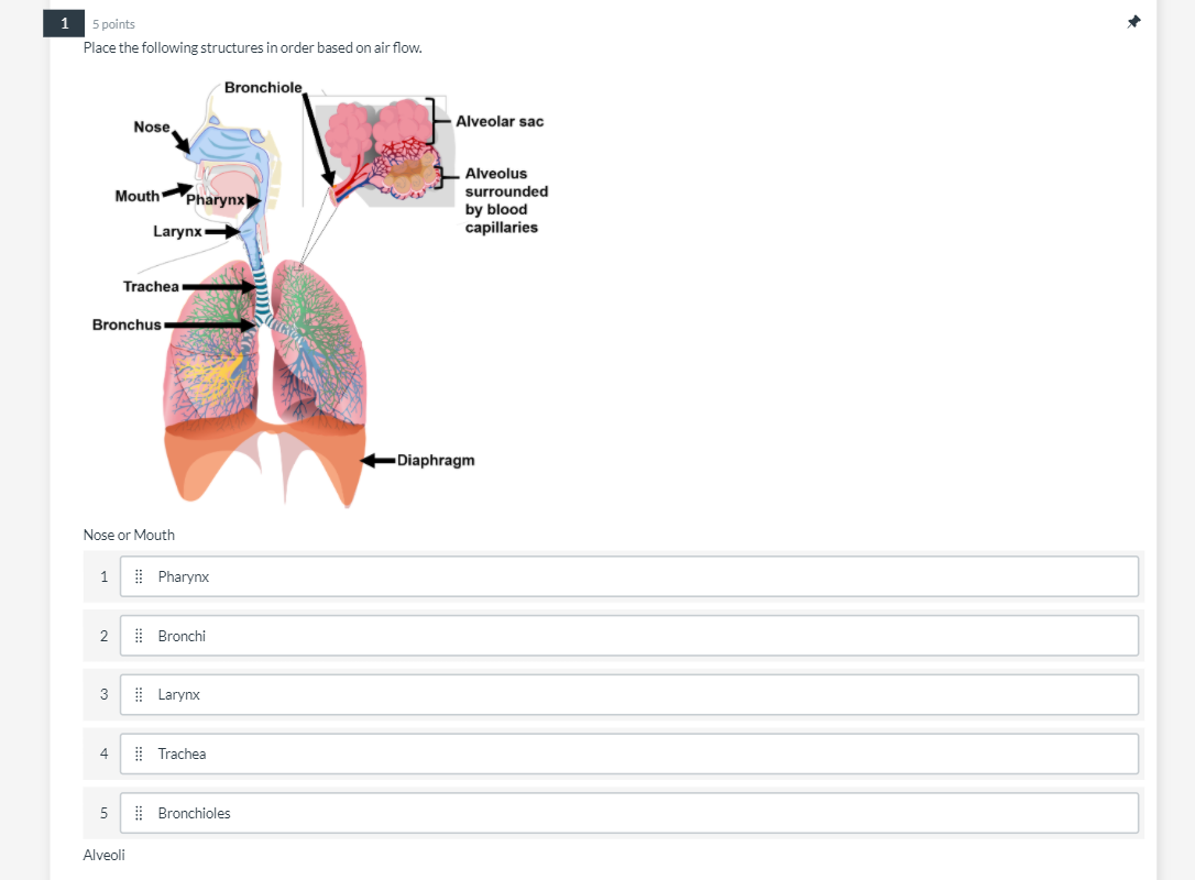 Solved 1 5 points Place the following structures in order | Chegg.com