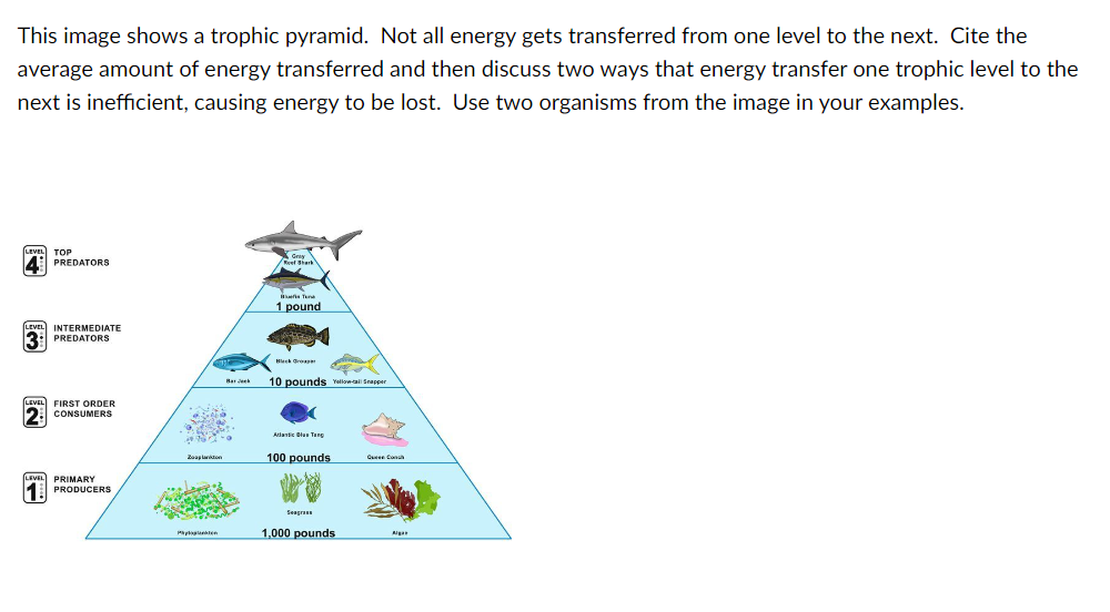 Solved This image shows a trophic pyramid. Not all energy | Chegg.com