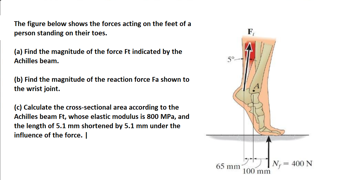 Solved The figure below shows the forces acting on the feet | Chegg.com