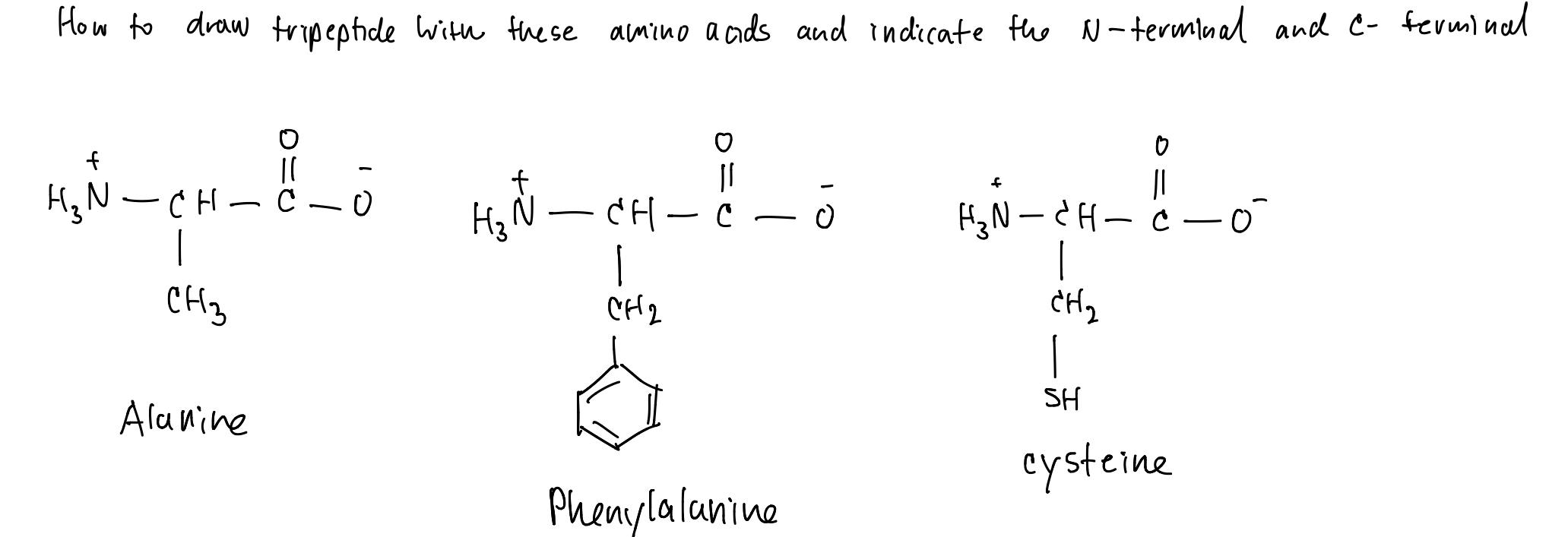 Solved How to draw tripeptide with these amino acids and | Chegg.com
