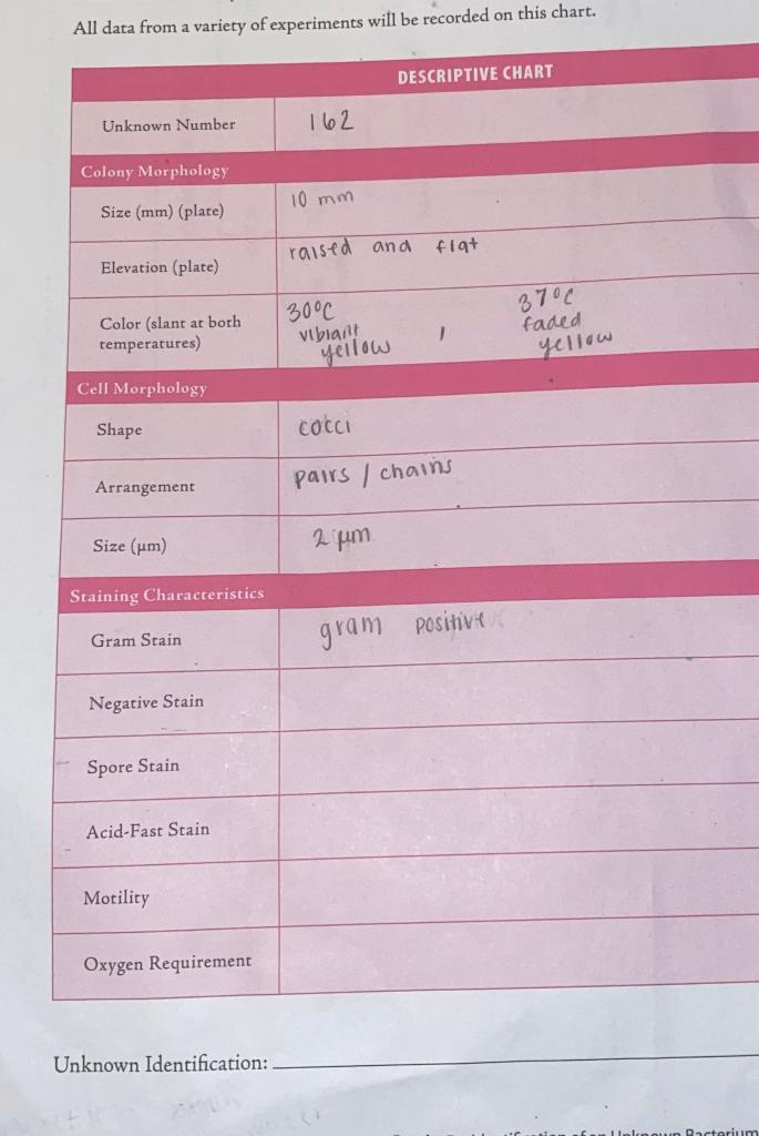 Solved What is the cell morphology of this unknown? this | Chegg.com